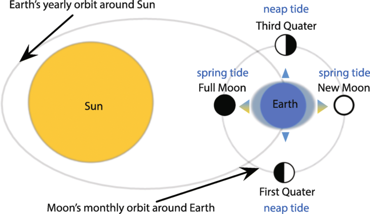Neap Tides Definition | Neap Tides Moon Phase | Neap Tides Diagram 2026